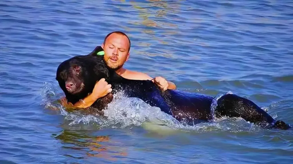 Un homme courageux risque sa vie pour sauver un ours de plus de 200 kg ...